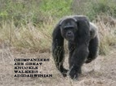 Stunning Facts About Chimpanzees - adidarwinian